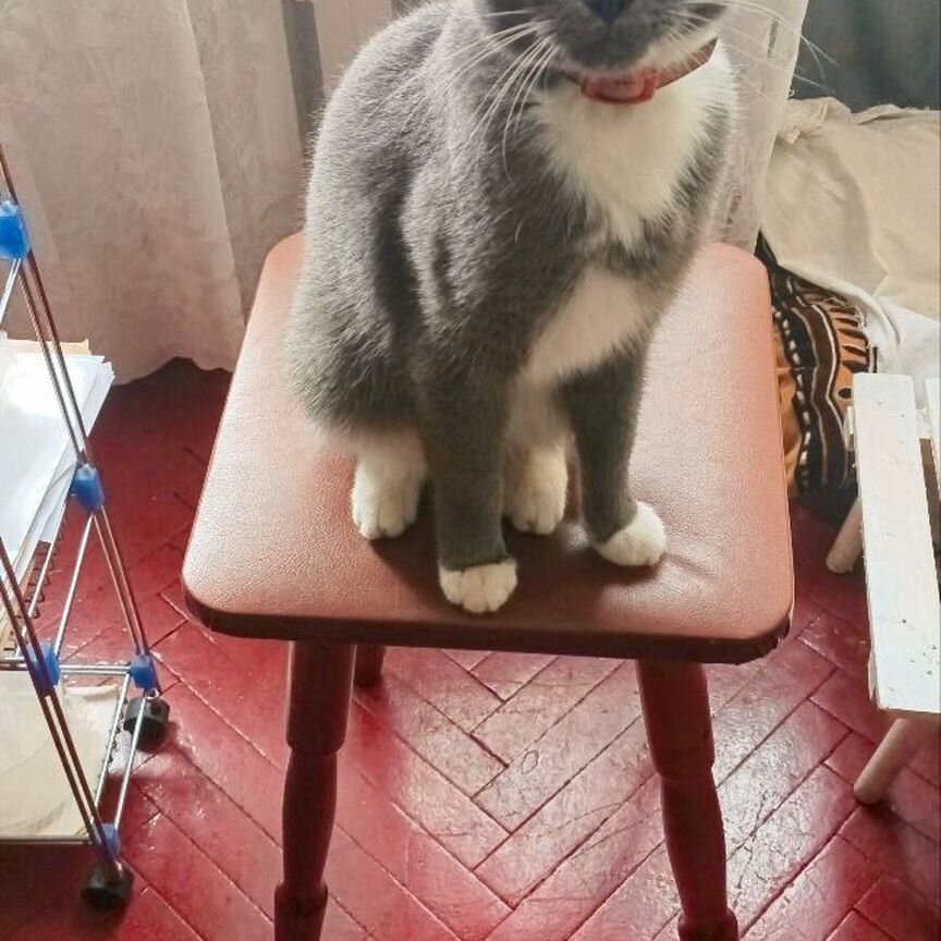 Котята в добрые руки бесплатно мальчик