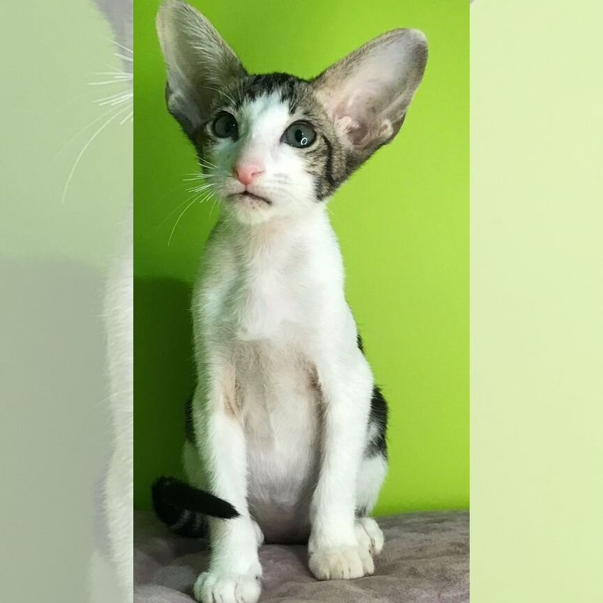 Ориентальный котёнок