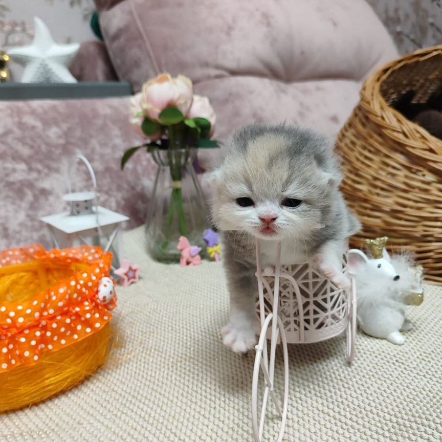Котята