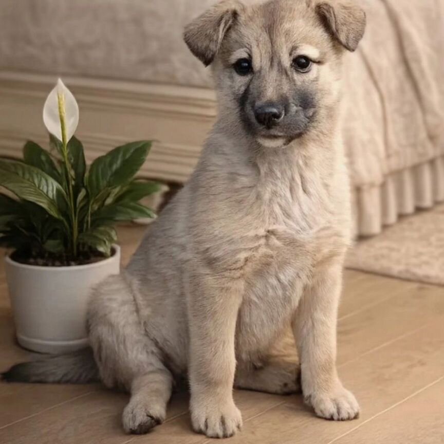 Щенок в добрые руки