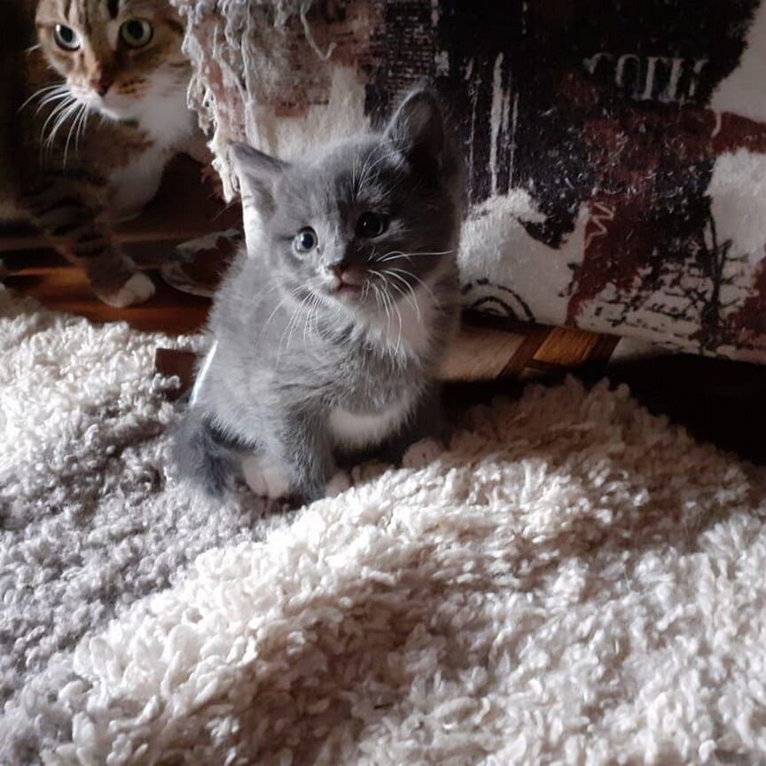 Котики бесплатно в добрые руки