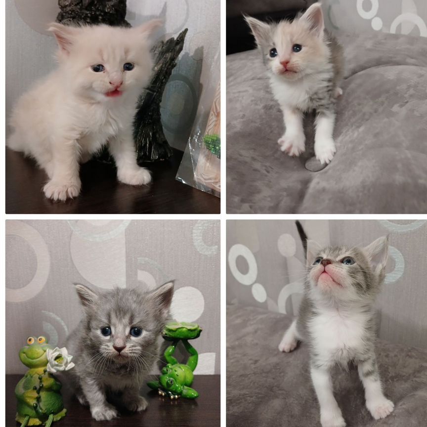 Котята Мейн-кун