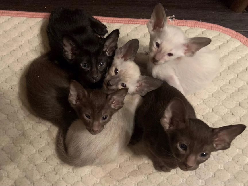 Ориетальные котята