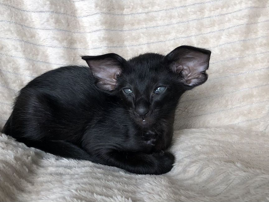 Ориентальные экстремальные мальчики