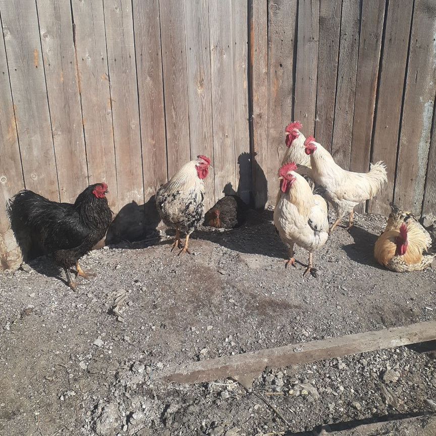 Породные петухи