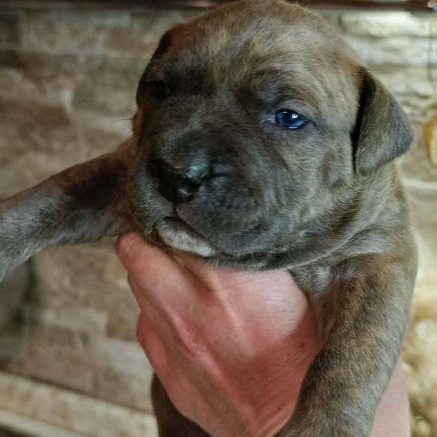 Американский стаффордширский терьер, щенок