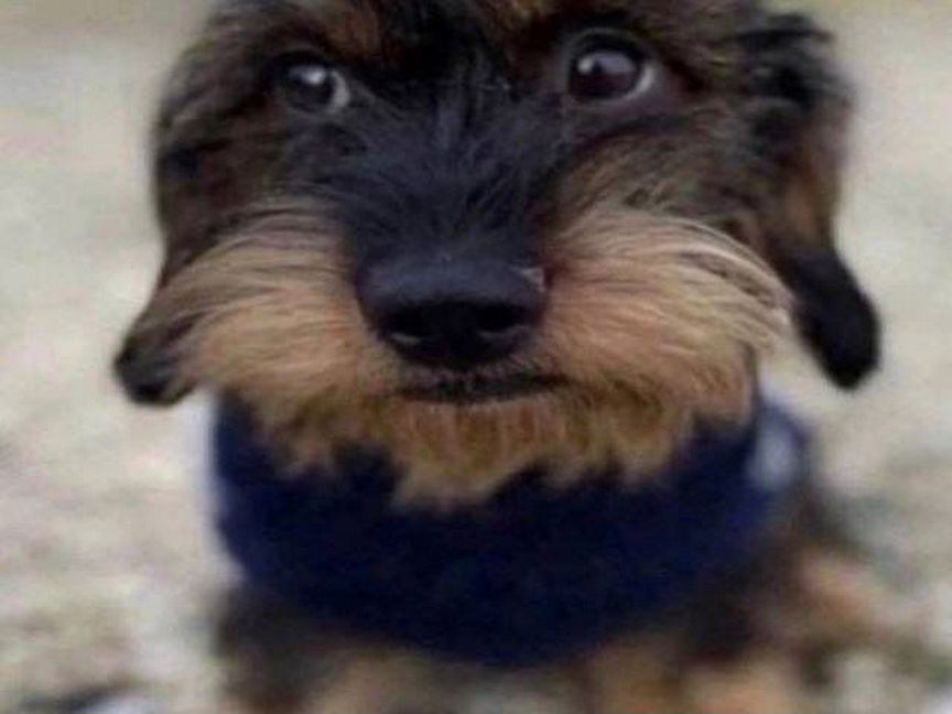 Барбос в добрые руки