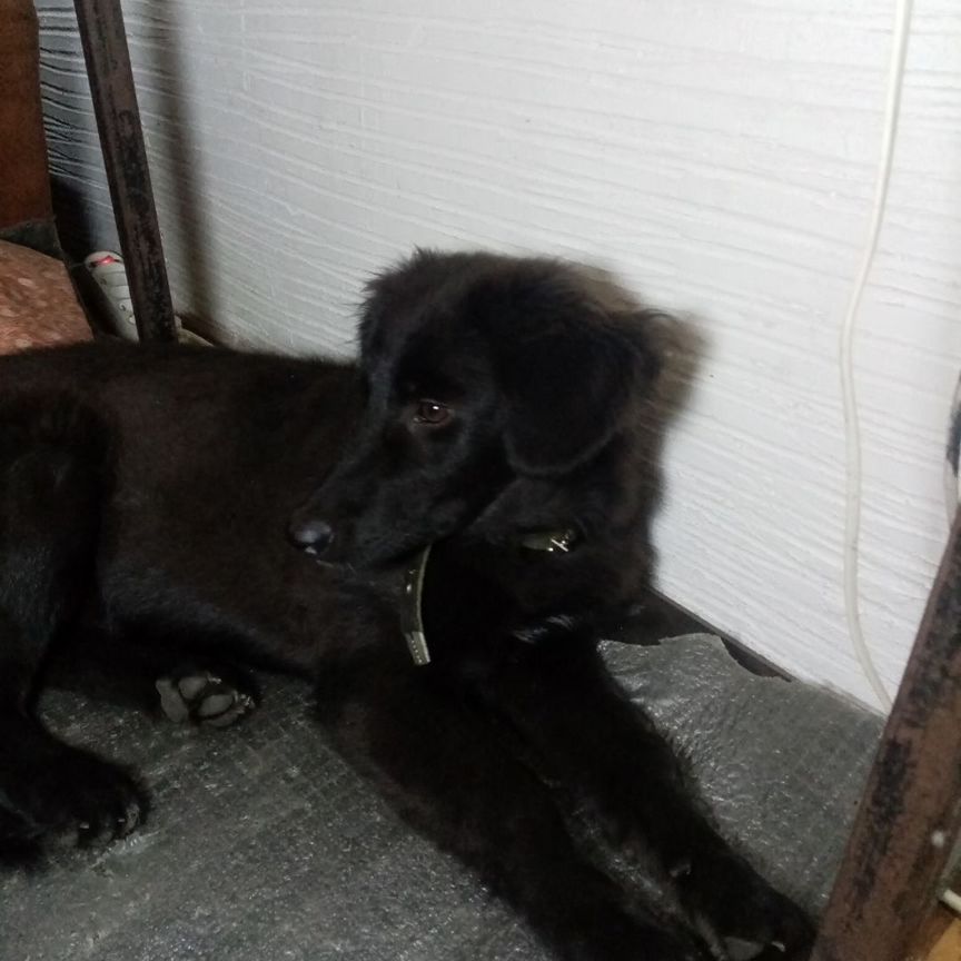 Найдена собака