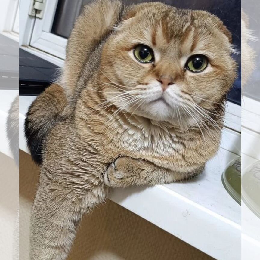 Шотландский вислоухий короткошёрстный, взрослый кот