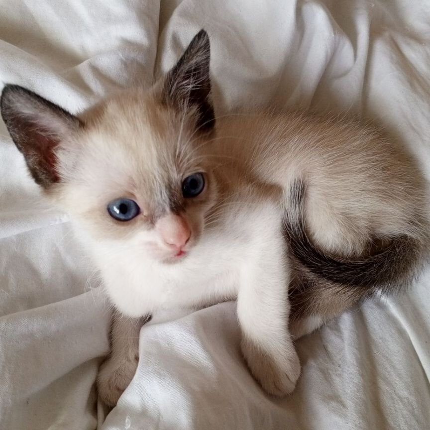 Сноу-Шу котёнок