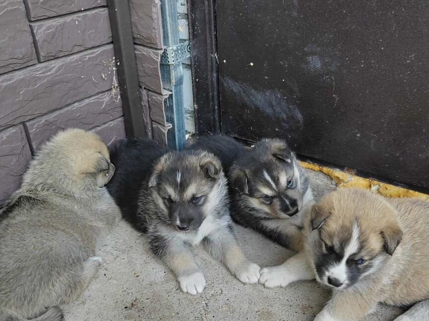 Щенки лайки в добрые руки