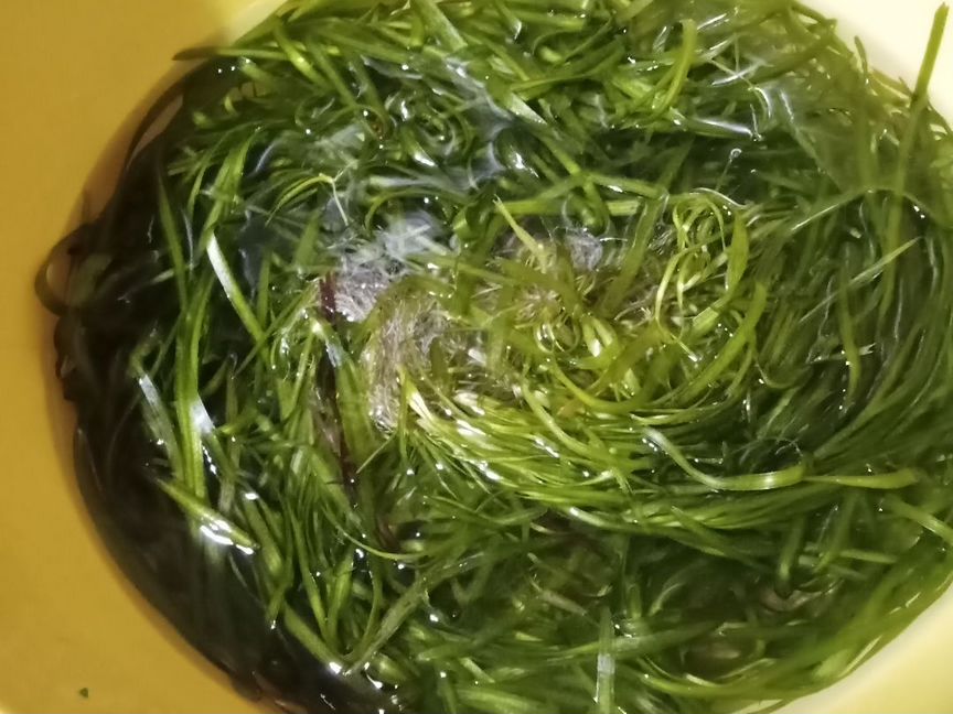 Валлиснерия гигантская прополка