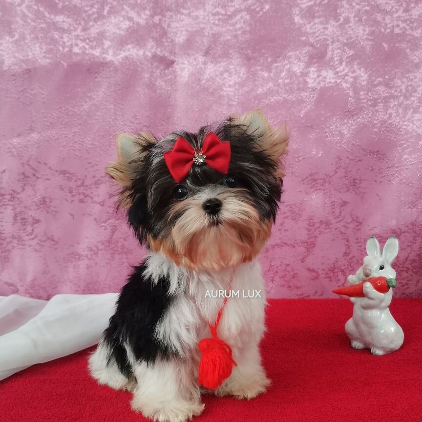 Щеночки малыши Бивера