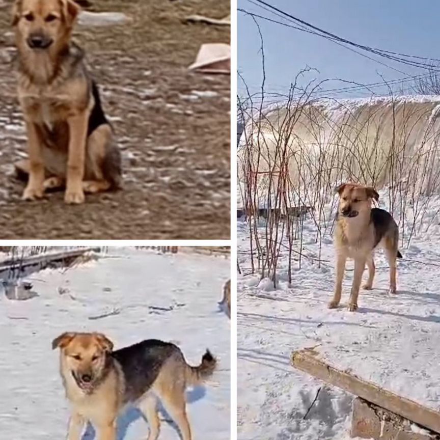 Щенку очень нужен дом