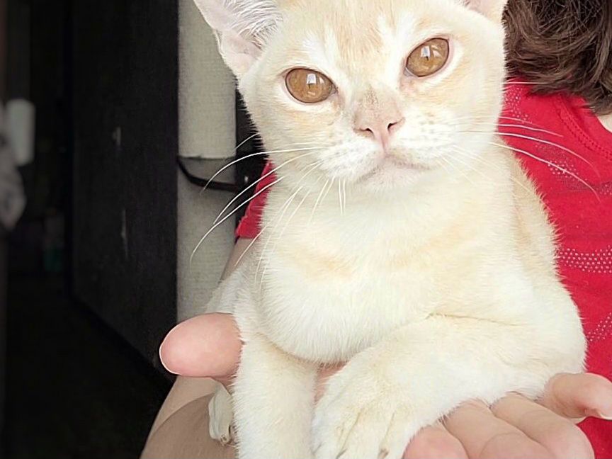 Бурманский котенок красного окраса