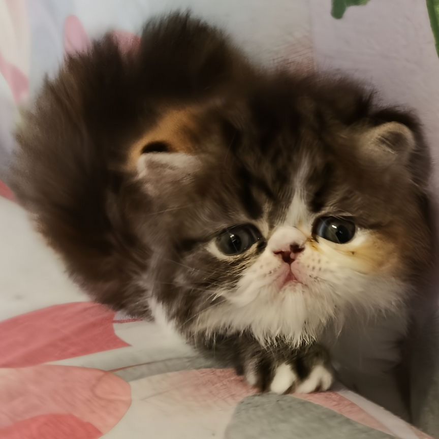 Персидский котёнок