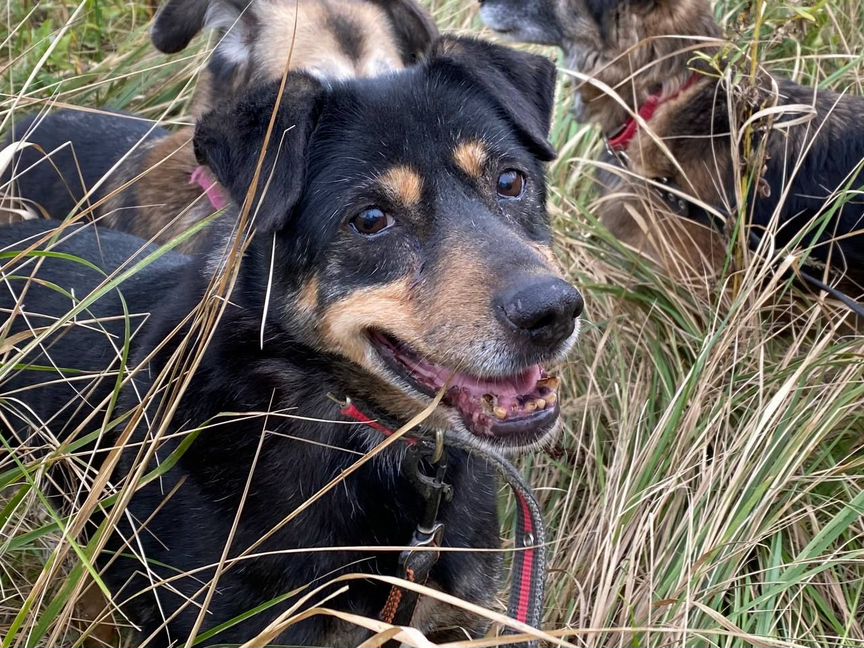 Старичок Добби из приюта не свободен