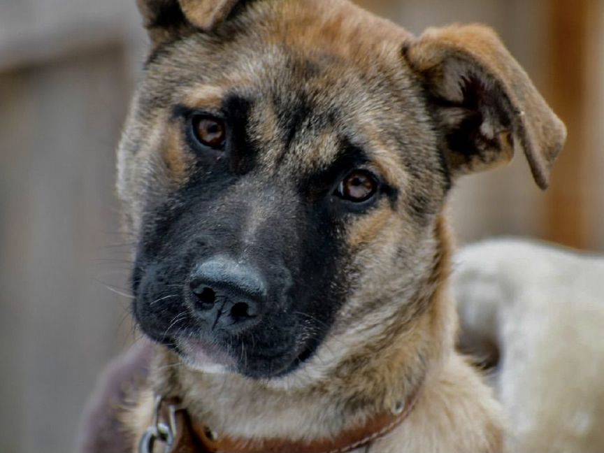 Собака в добрые руки