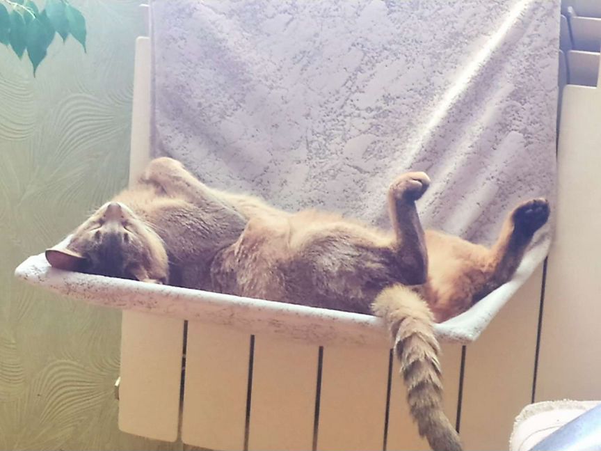 Шезлонг домик для кошки