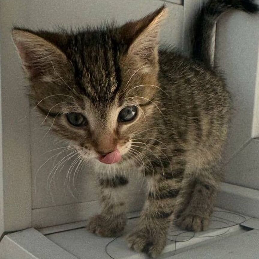 Котенок в добрые любящие руки