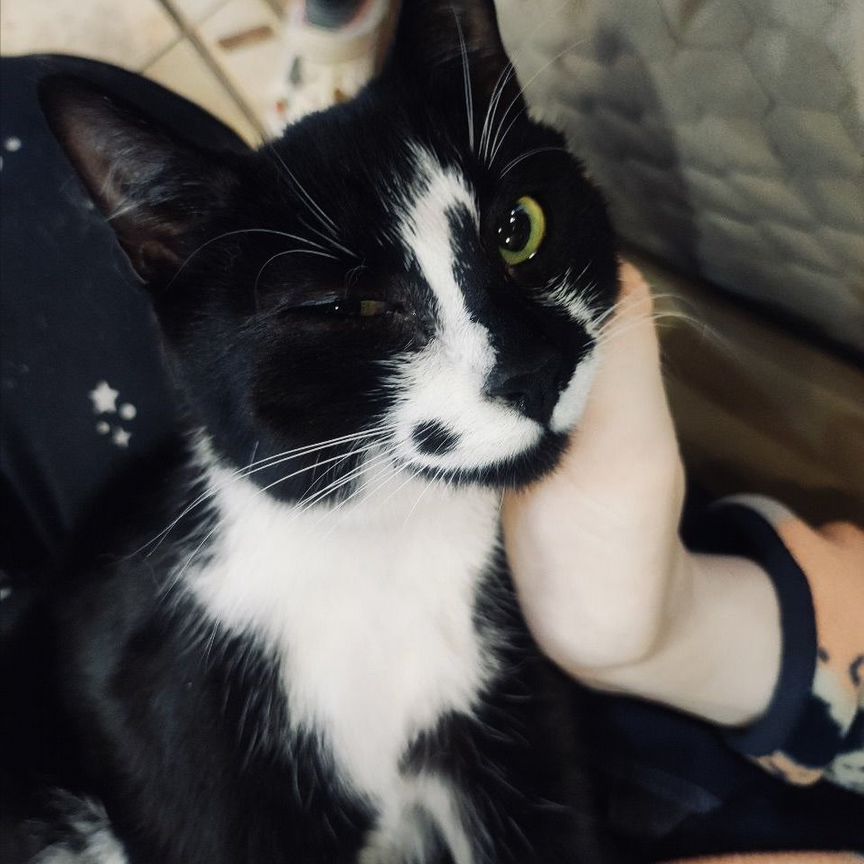 Кошка