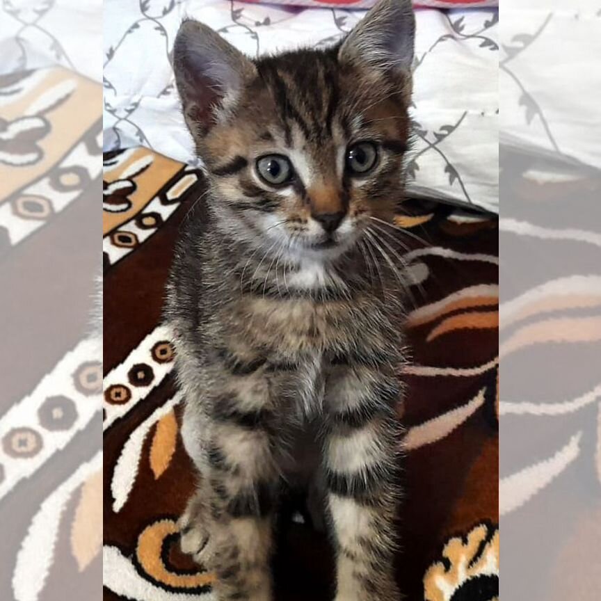 Кошечка красавица умница