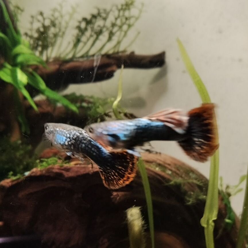 Гуппи Красный Дракон в добрые руки