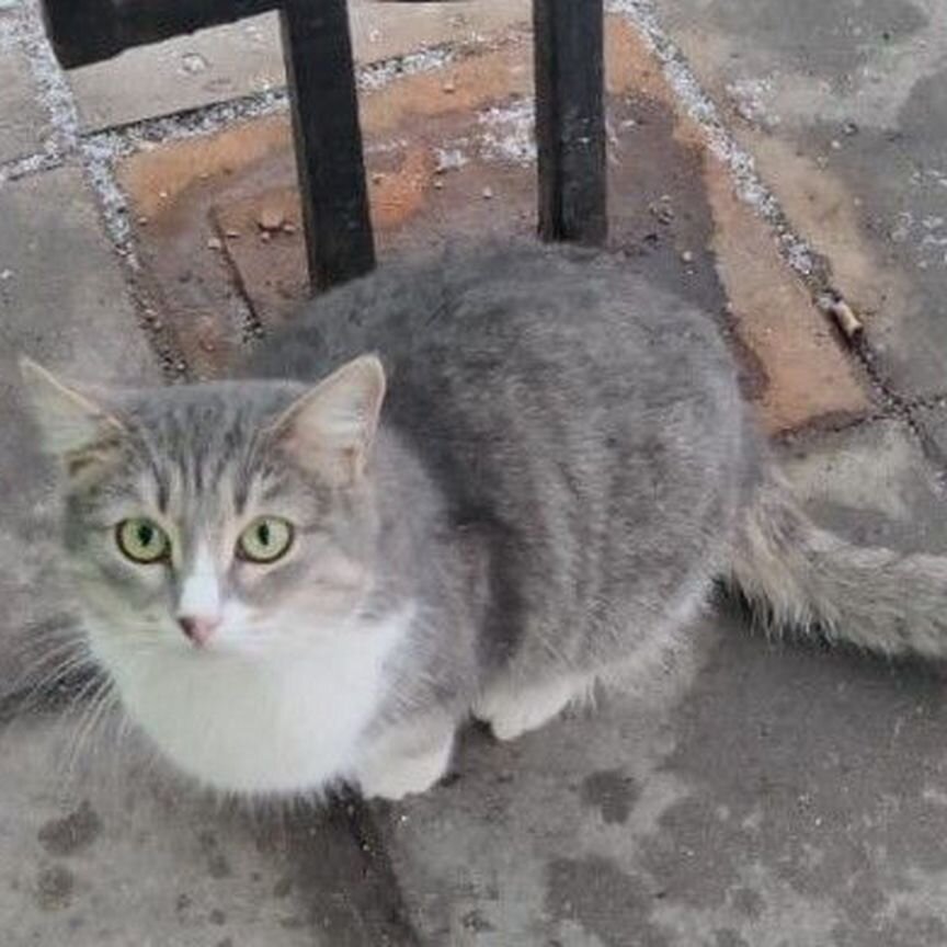 Попрошайничает у Пятерочки кошка