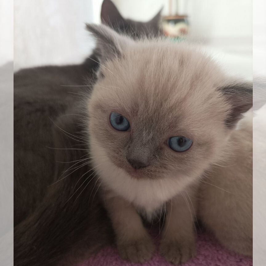 Британский короткошёрстный котёнок