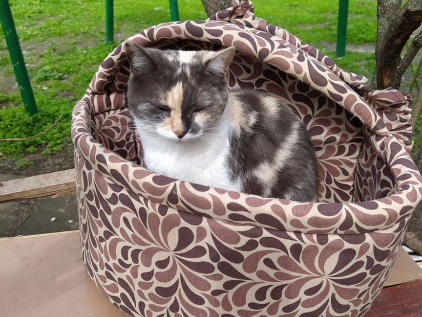 Кошечка ищет любящую семью