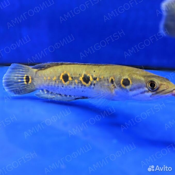 Змееголов глазчатый (Channa pleurophthalma)