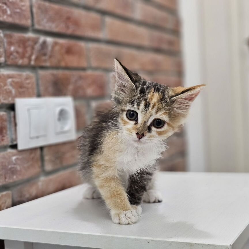 Котёнок Лина 2мес ждёт своего человека