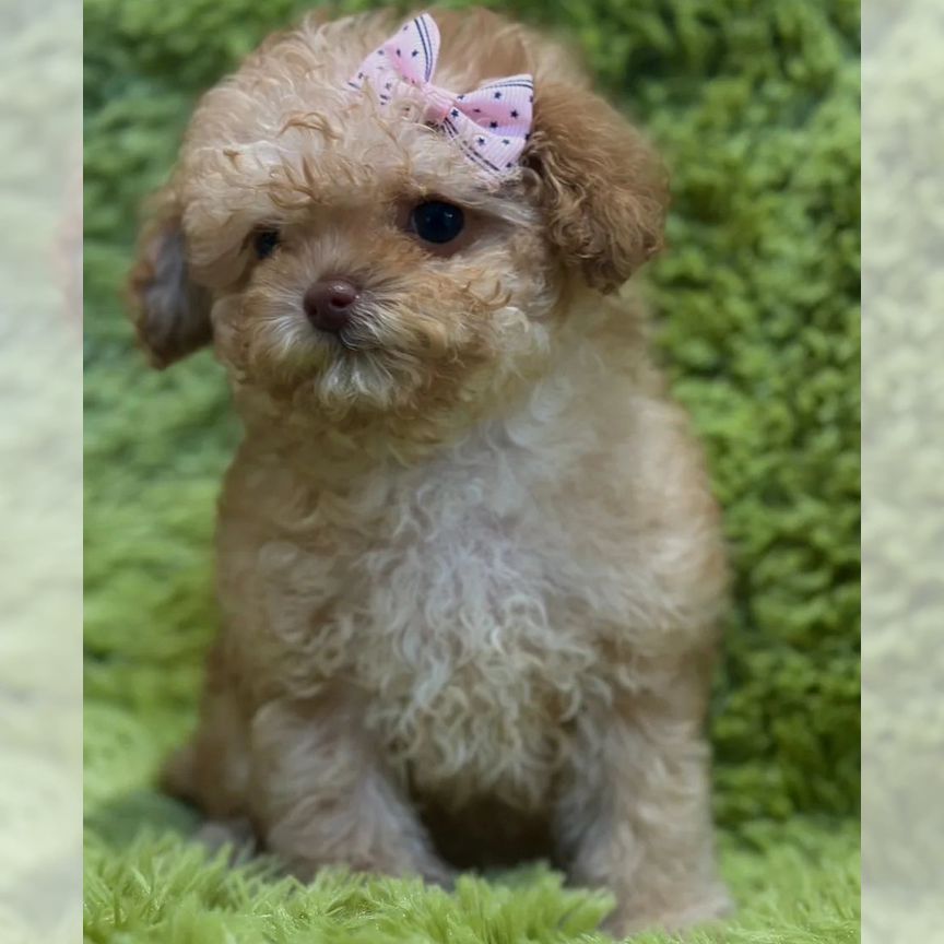 Пудель, щенок