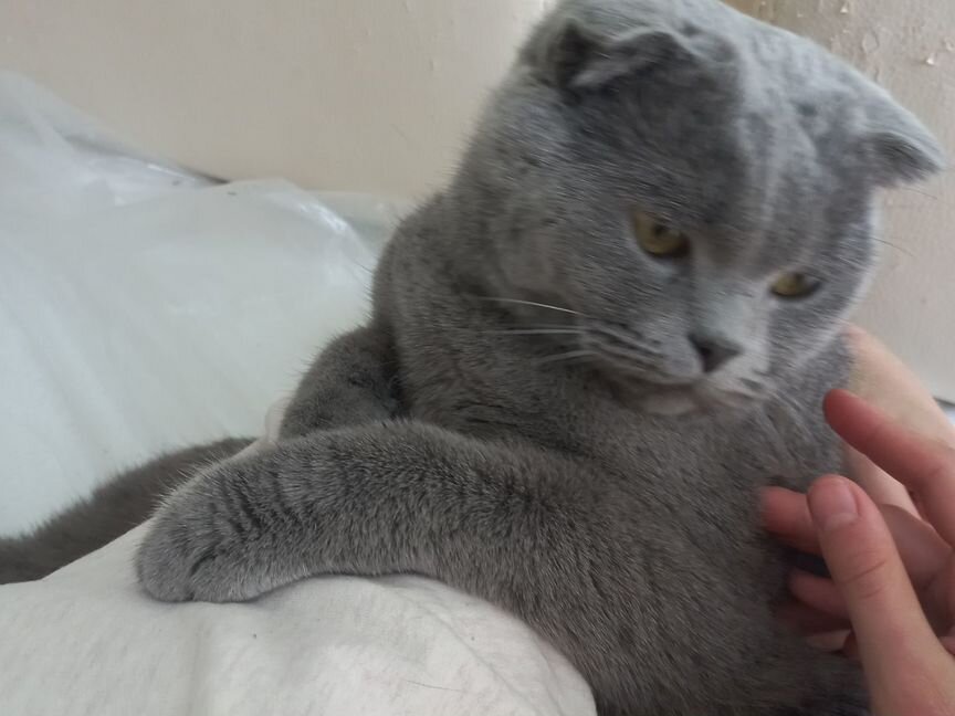 Шотландский кот с документами. Отличный друг