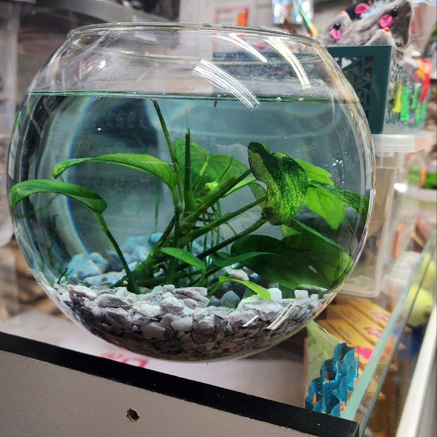 Аквариумные рыбки петушок