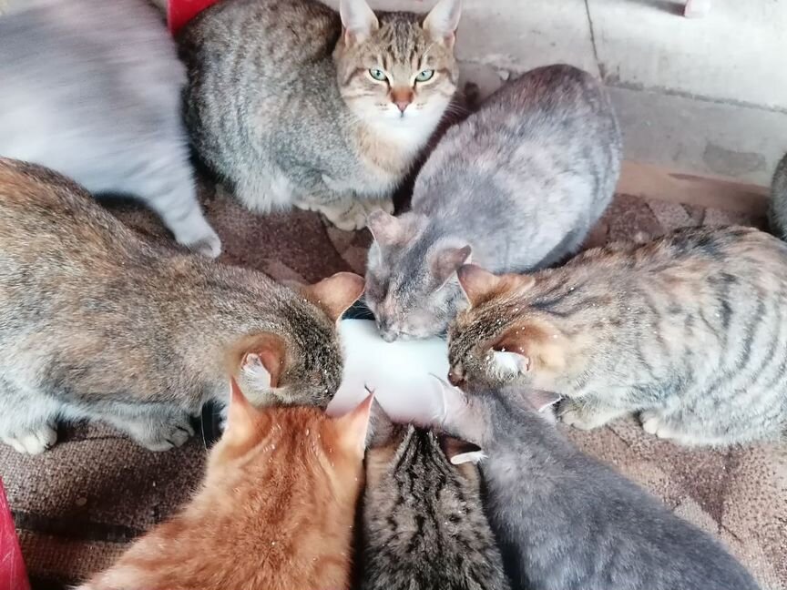 Замерзают коты