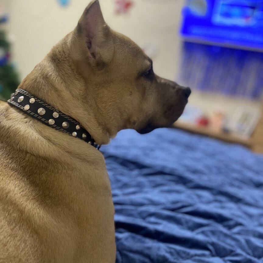 Американский стаффордширский терьер, щенок