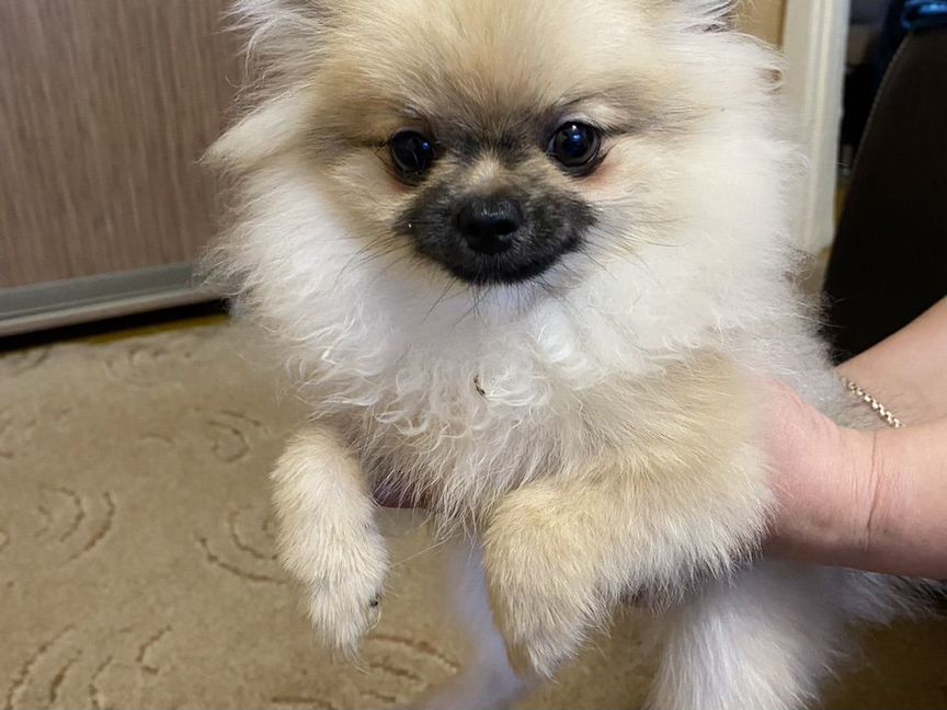 Померанский шпиц мини девочка