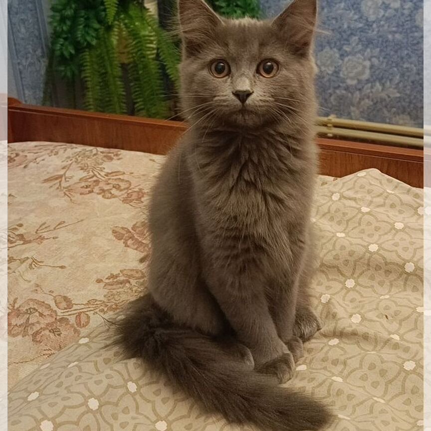 Котята в добрые руки бесплатно