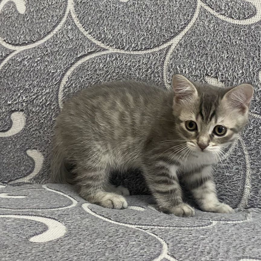 Шотландский кот прямоухий