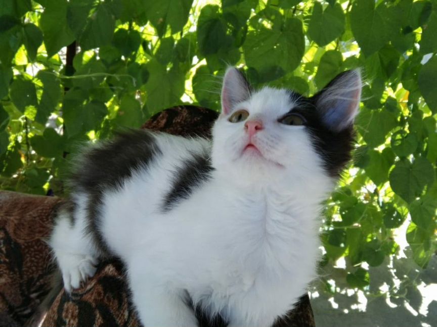 Ева ищет семью