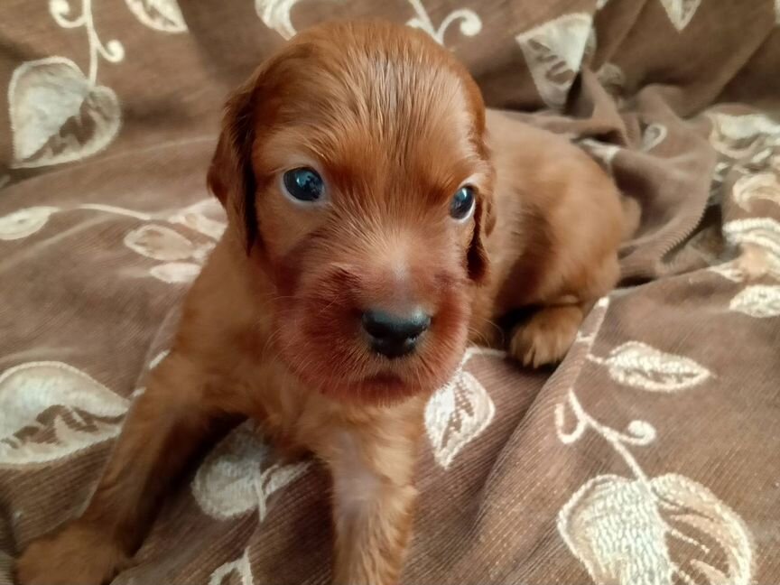 Щенки красного ирландского сеттера