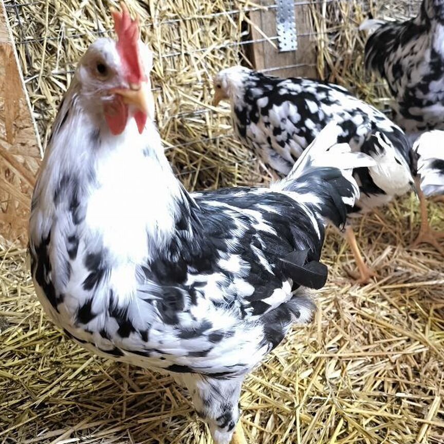 Молодые петухи леггорн далматинец