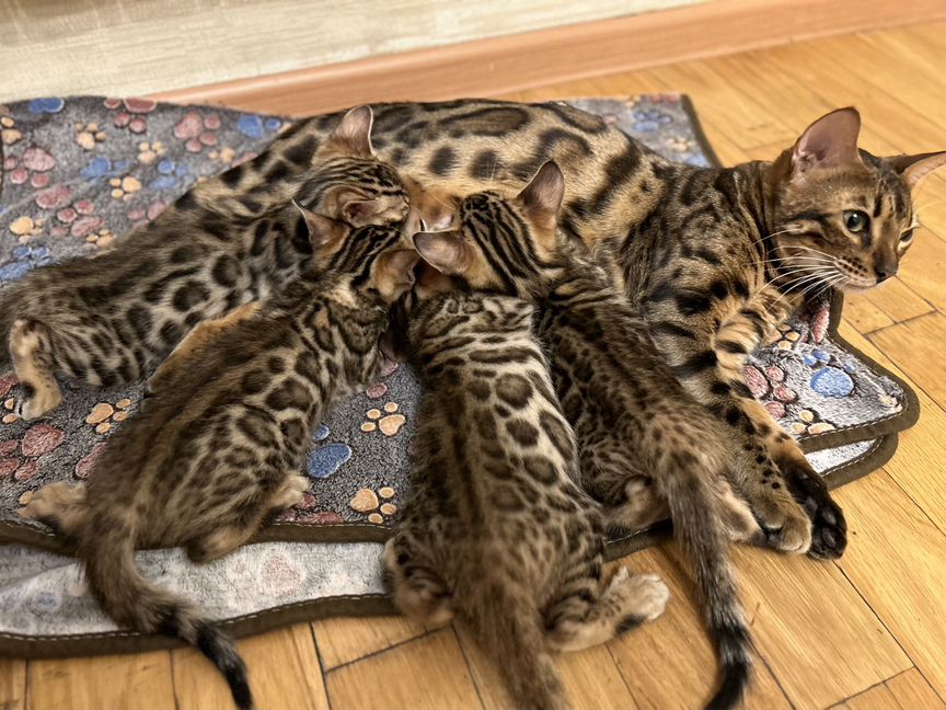 Бенгальские котята