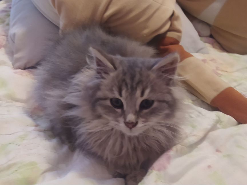 Котёнок девочка с улицы 3-3.5 месяца