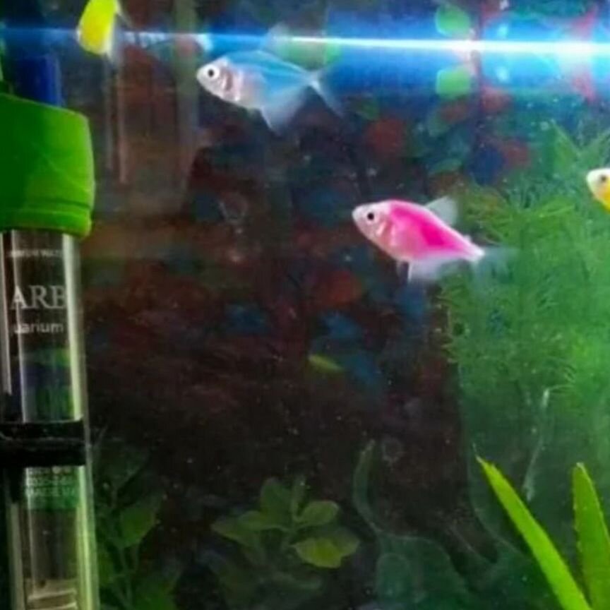 Рыбки аквариумные Тернеция