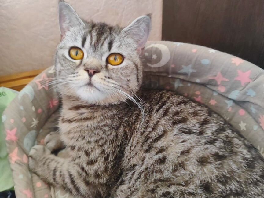 Британка кошка бесплатно в добрые руки