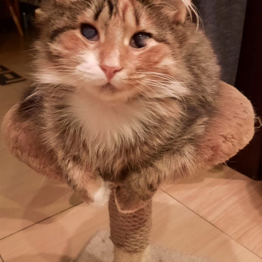 Отдам в добрые руки кошечку