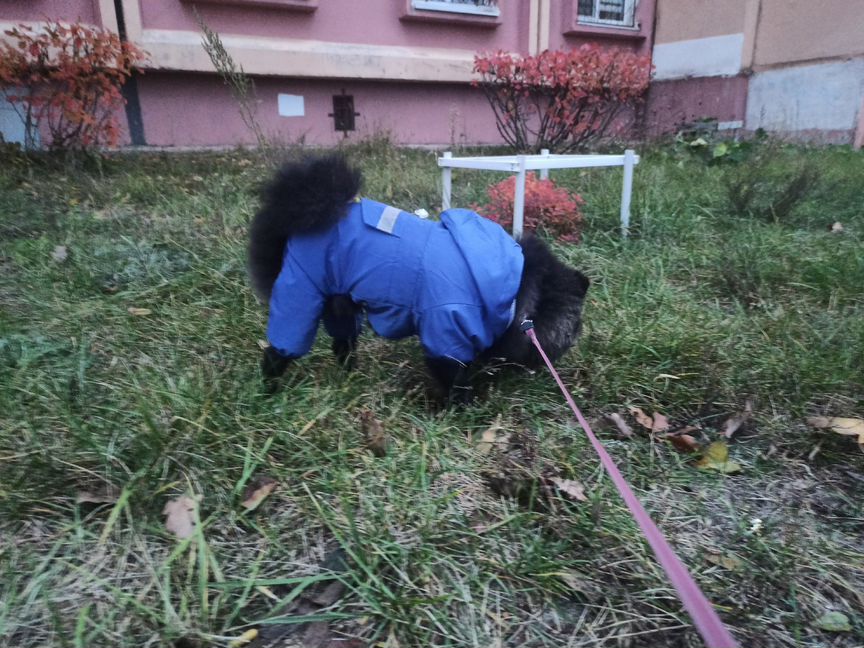 Дождевик для средней собаки