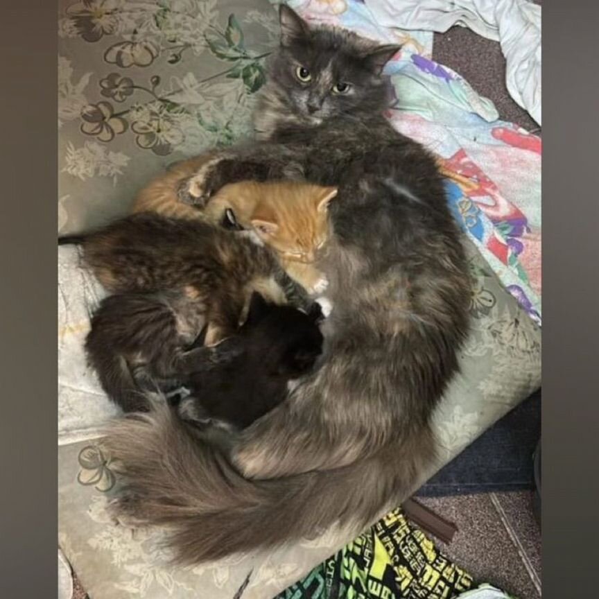 Кошка и котята